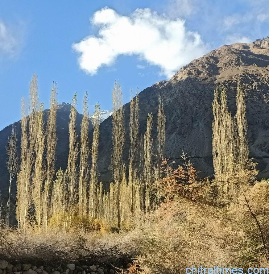 Chitral Times - اپر چترال کے بالائی علاقوں میں سفیدے کے درختوں پر ...