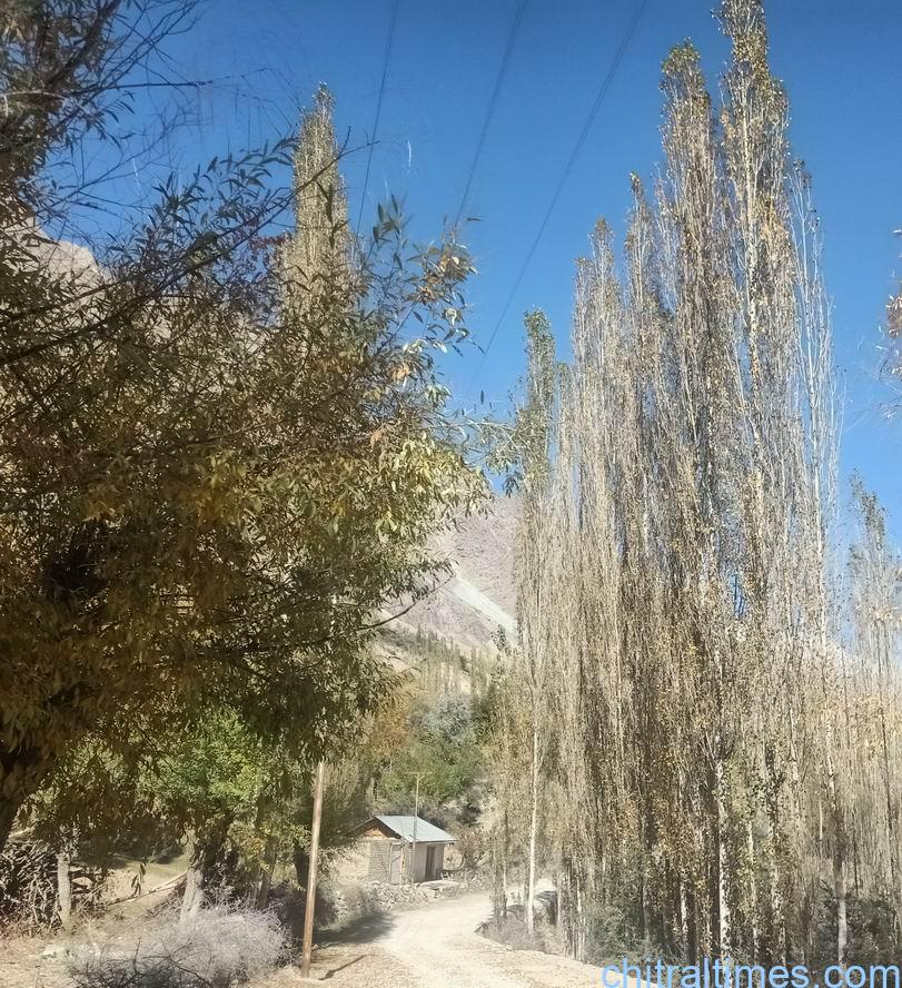 Chitral Times - اپر چترال کے بالائی علاقوں میں سفیدے کے درختوں پر ...